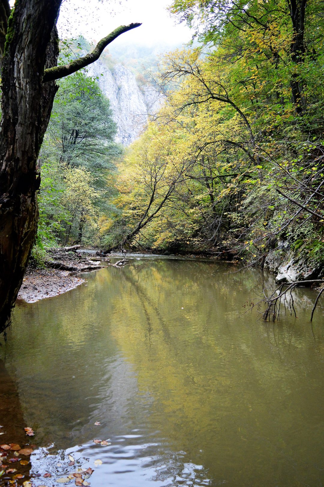 Cheile Vârghișului, un loc de poveste în inima Munților Perșani ...